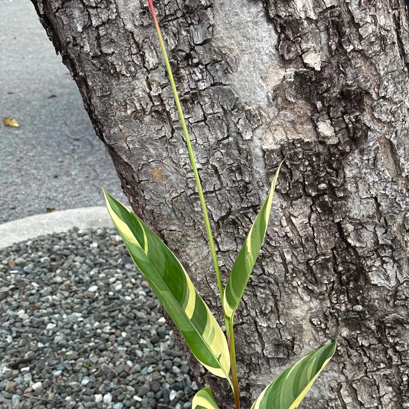 🌿Variegated Heliconia 'Variegated Lady Di' (Heliconia psittacorum): A ...